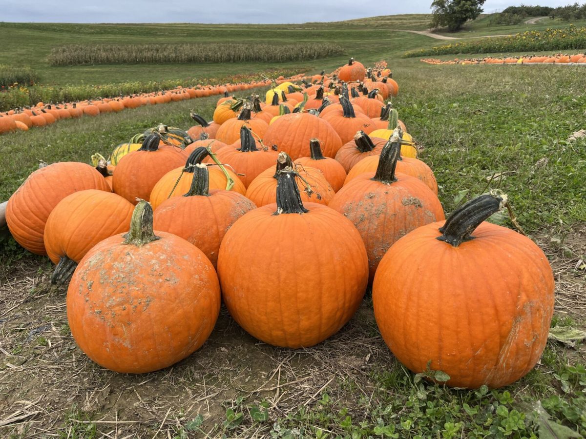 Feast or famine: It’s pumpkins aplenty for some farmers, deer ...